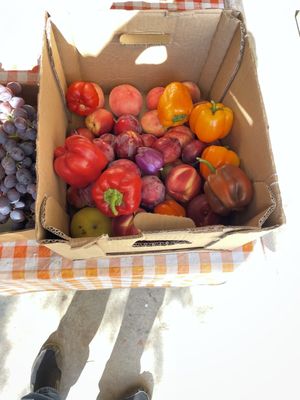 JOHNSON U-PICK FARM - Updated June 2024 - 91 Photos & 13 Reviews - 113 Higgins Ave, Gridley ...