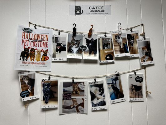 CATFE MONTCLAIR - Updated December 2025 - 35 Photos & 12 Reviews - 356 ...