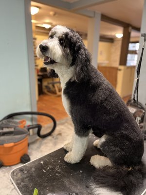 DOGGIE STYLES GROOMING SALON - Updated August 2024 - 99 Photos & 77 ...