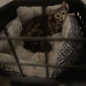 KARMA CAT RESCUE SOCIETY - Updated December 2025 - 39 S Main St ...