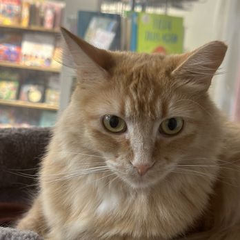 THE RADICAL CAT - Updated May 2025 - 43 Photos & 21 Reviews - 1500 S ...