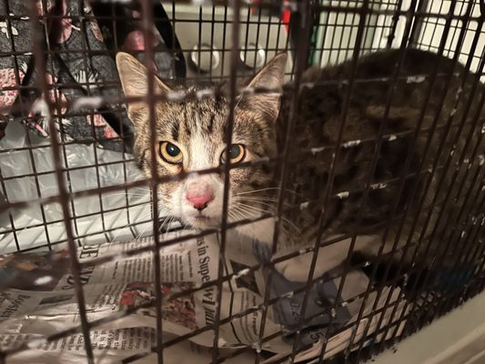 ALTERED TAILS - Updated September 2025 - 38 Photos & 78 Reviews - 950 W ...