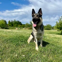 All Dogs Unleashed Reviews | Read Customer Service Reviews of ...