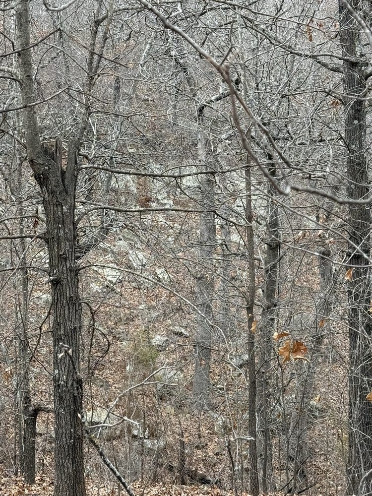 KEYSTONE ANCIENT FOREST - Updated October 2025 - 24 Photos & 12 Reviews ...