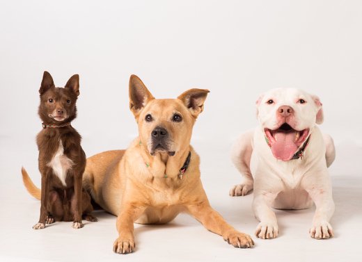 PAWS TO TRAIN YOUR DOG - Updated August 2025 - 17 Reviews - 2025 N 40th ...