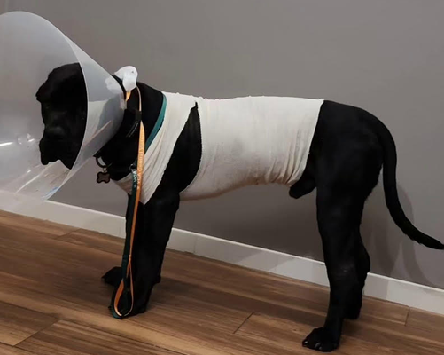 VCA CANADA CENTRAL VICTORIA VETERINARY HOSPITAL - Updated December 2025 ...