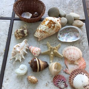 THE SHELL SHOP - 175 Photos & 121 Reviews - 590 Embarcadero, Morro Bay ...