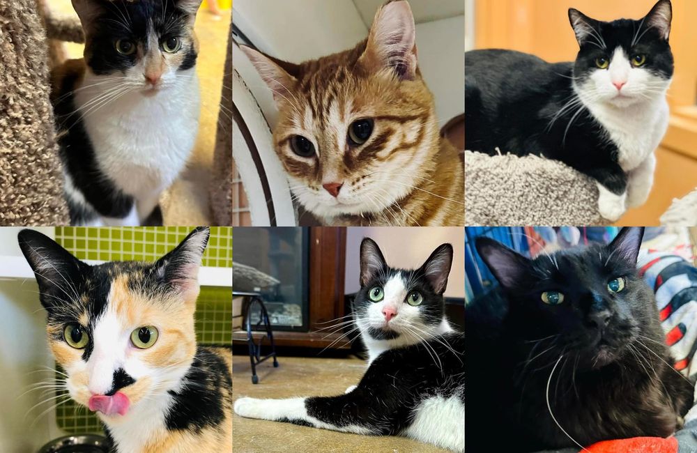 THE CAT NETWORK - Updated December 2024 - PO Box 318, Crescent, Missouri - Animal Shelters ...