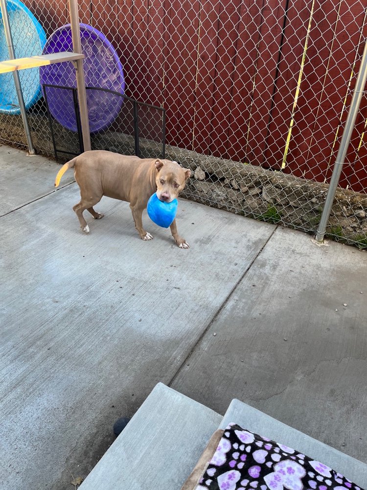 BRANDON FOUCHE - DOG AGGRESSION EXPERT - 51 Photos & 202 Reviews - 5979 ...