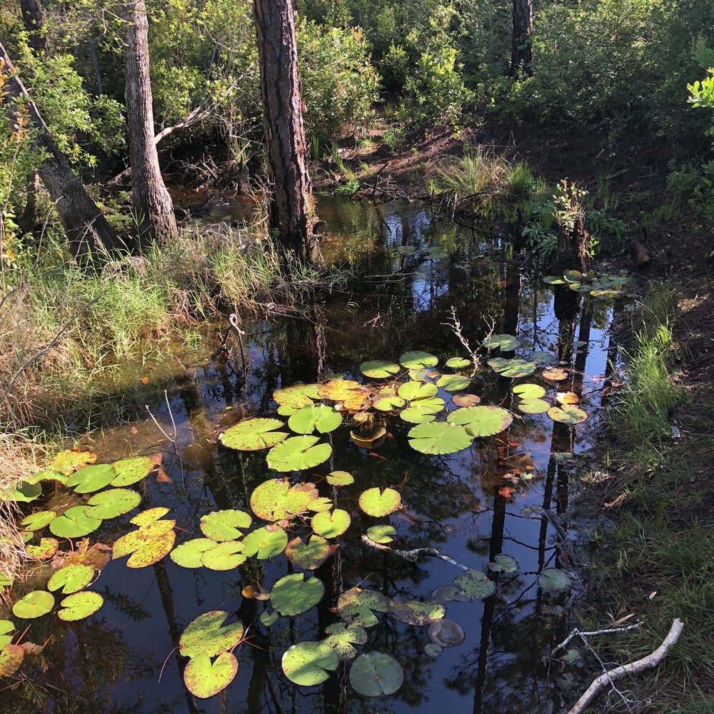 POINT WASHINGTON STATE FOREST - 11 Photos - 5865 E US Hwy 98, Santa ...