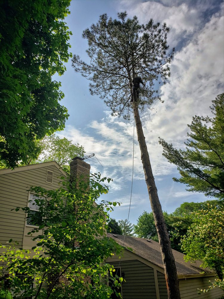 U S TREE SERVICE - Updated April 2025 - 38 Photos & 107 Reviews - 1410 ...