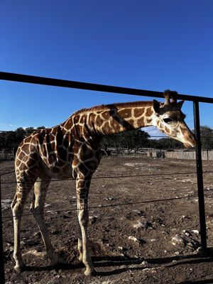NATURAL BRIDGE WILDLIFE RANCH - Updated October 2024 - 1774 Photos ...