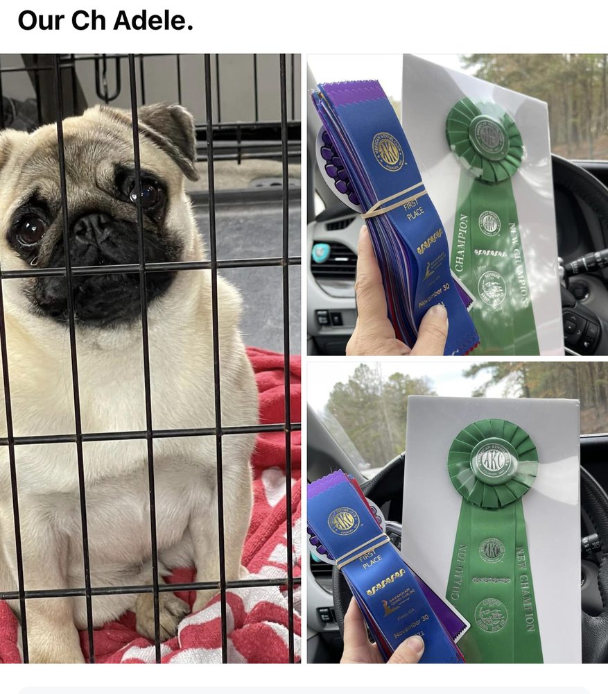 GALAXY FAR AND BEYOND PUGS - Updated August 2025 - Request Information ...