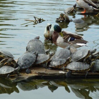 CSUN POND - Updated January 2026 - 343 Photos & 87 Reviews - 18111 ...