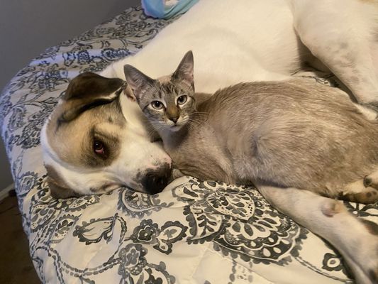 ARROWHEAD ANIMAL HOSPITAL, PC - Updated May 2026 - 18 Photos & 75 ...