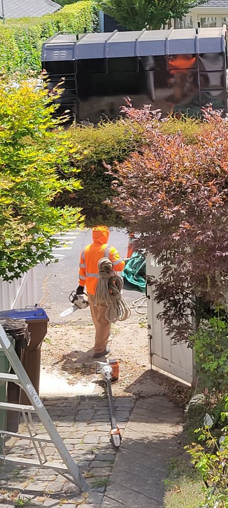 MARIN TREE PROS - Updated December 2025 - 44 Reviews - 517 Pineo Ave ...