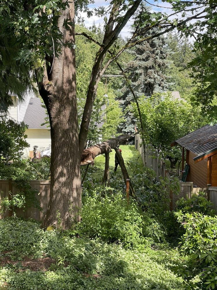 WESTERN WASHINGTON TREE SERVICE - Updated November 2025 - 31 Photos ...