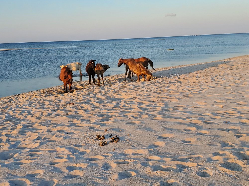 OUTER BANKS RIDING STABLES - 24 Photos - Horseback Riding - Cedar ...