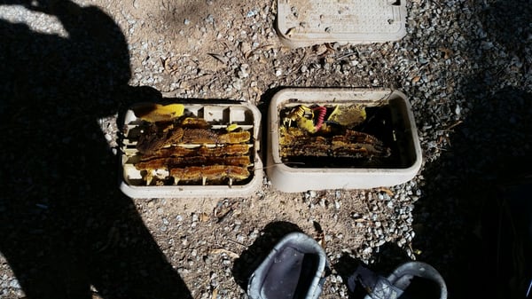 ASAP BEE REMOVAL - Updated November 2025 - 47 Photos & 99 Reviews ...