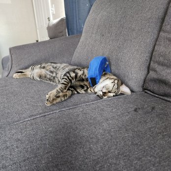 ALTERED TAILS - Updated July 2025 - 38 Photos & 77 Reviews - 950 W ...