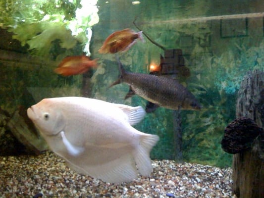 PATRICK CHENG, DC- THE BACK DOCTOR - Updated August 2025 - 14 Photos ...