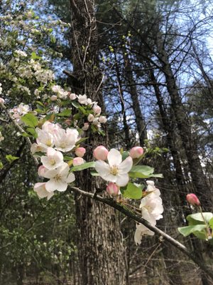 F GILBERT HILLS STATE FOREST - Updated May 2024 - 32 Photos & 16 ...