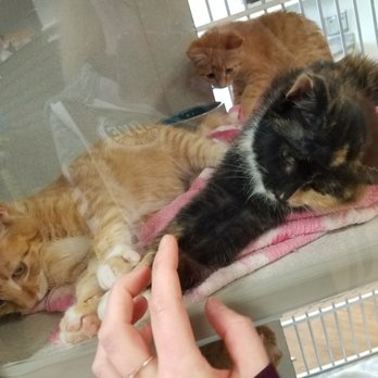 SEATTLE AREA FELINE RESCUE - Updated December 2025 - 61 Photos & 59 ...