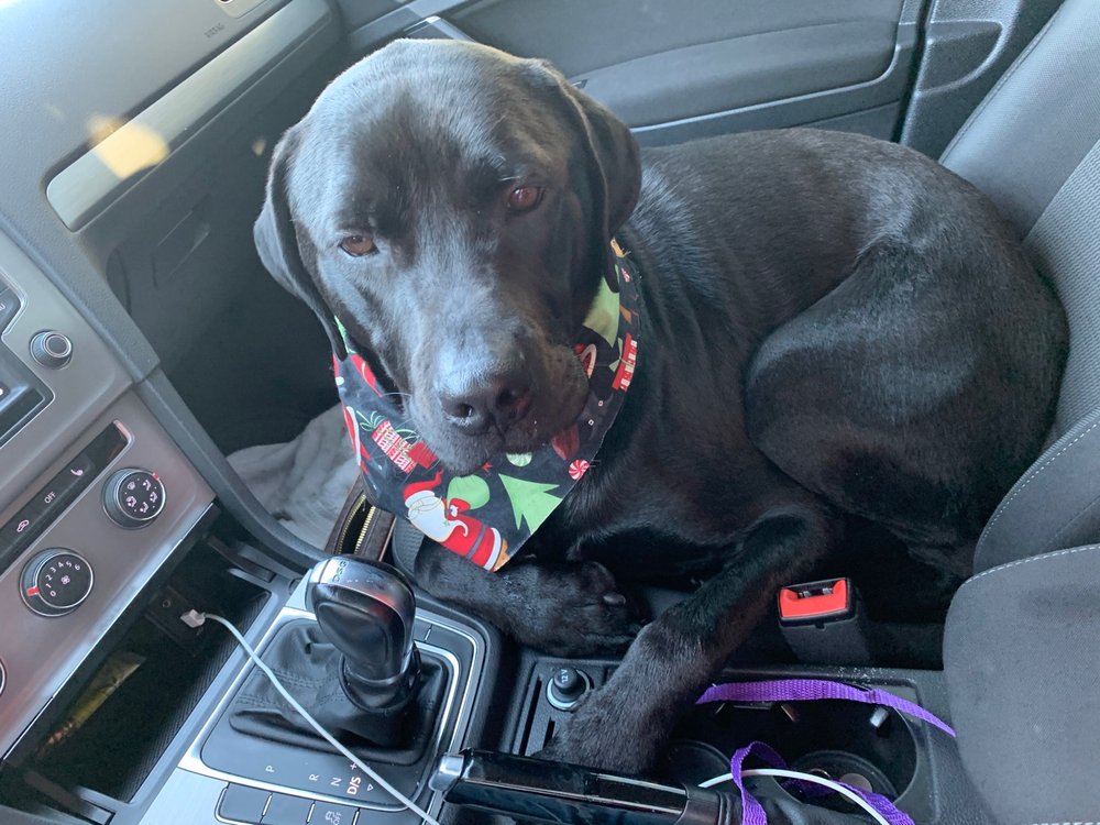 ANGELS AMONG US GROOMING - Updated December 2024 - 21 Reviews - 125 E ...