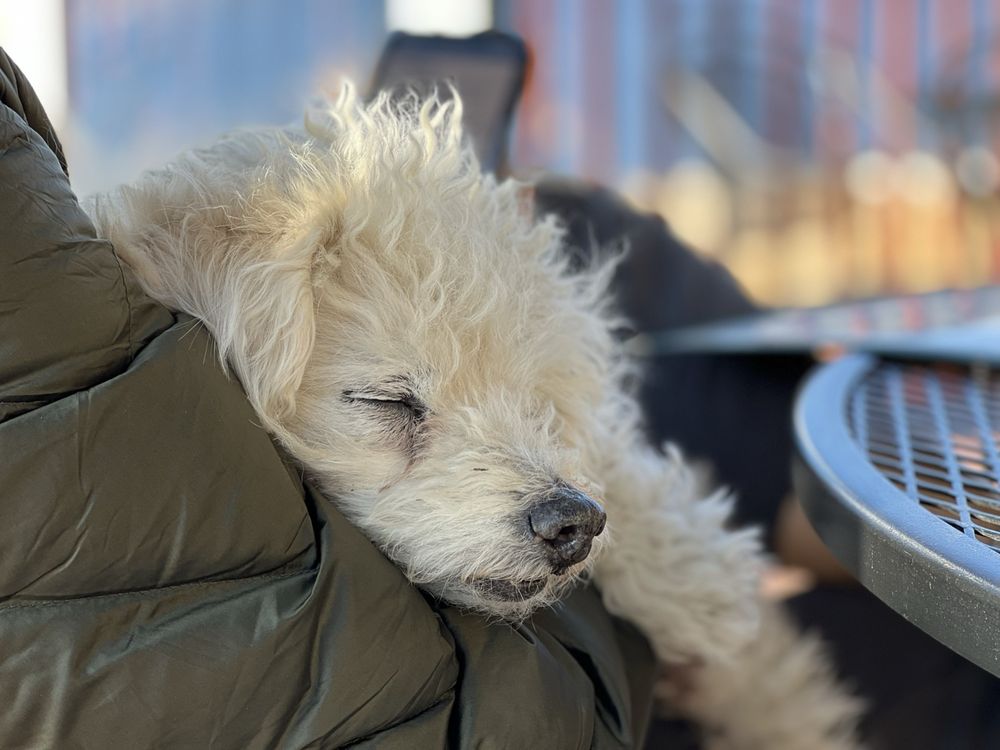 DOGS WITHOUT BORDERS - Updated October 2025 - 127 Photos & 164 Reviews ...