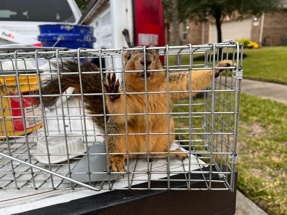 TATUM RODENT AND WILDLIFE REMOVAL - Updated December 2025 - Request a ...