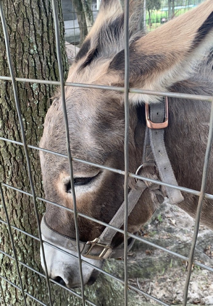 GRANT CHRISTMAS TREE FARM - Updated December 2025 - 716 Whitaker Rd ...