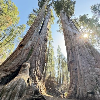 CALAVERAS BIG TREES STATE PARK - Updated June 2025 - 1200 Photos & 371 ...