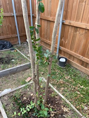 FANNIN TREE FARM - Updated July 2025 - 44 Photos & 67 Reviews - 15700 ...