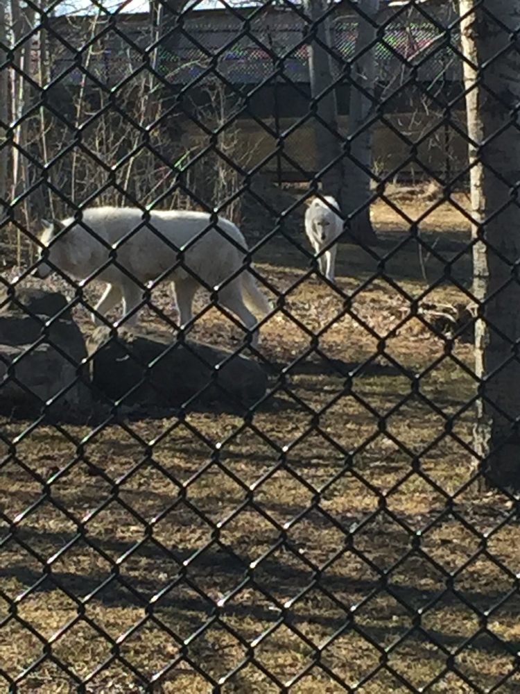 PHILLIPS PARK ZOO - 179 Photos & 82 Reviews - 1000 Ray Moses Dr, Aurora ...