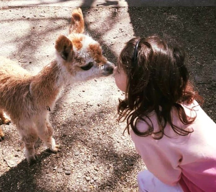 HOCHATOWN RESCUE CENTER AND PETTING ZOO Updated May 2024 214 Photos hochatown-rescue-center-and-petting-zoo-updated-may-2024-214-photos