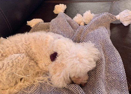 VAIL RANCH VETERINARY HOSPITAL - Updated July 2024 - 42 Photos & 144 ...