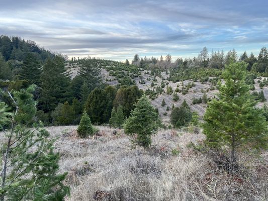 SKYLINE RANCH TREE FARM - Updated August 2025 - 30 Photos & 33 Reviews ...