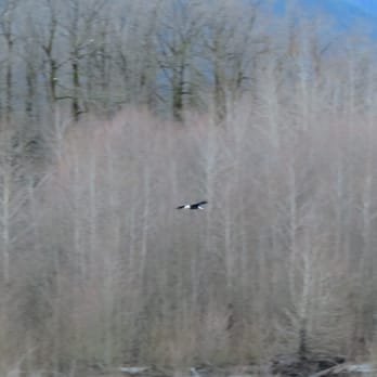 BRACKENDALE EAGLES PROVINCIAL PARK - Updated December 2025 - 17 Photos ...