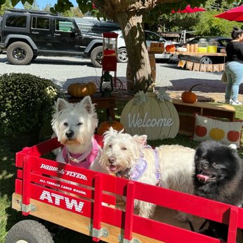 PATCHEN PUMPKIN PATCH - Updated September 2024 - 82 Photos & 19 Reviews ...