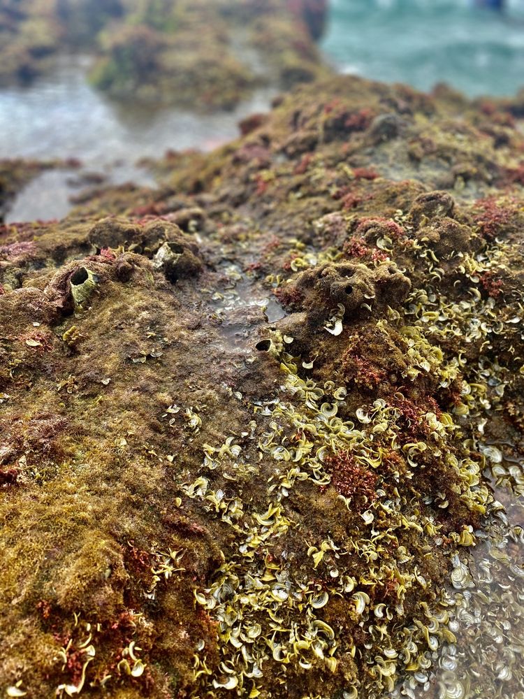 OCEAN REEF PARK - 70 Photos & 21 Reviews - Beaches - 3860 N Ocean Dr ...