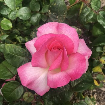 Rose Garden - 414 Photos & 45 Reviews - Parks - Fulton St & Park ...