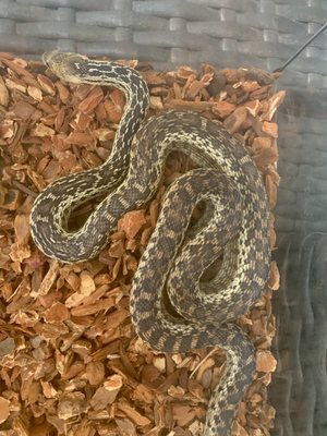 LLLREPTILE & SUPPLY - 282 Photos & 332 Reviews - 700 Seagaze Ave ...