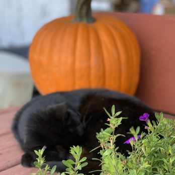 SALISBURY FARM - Updated January 2026 - 103 Photos & 37 Reviews - 11 ...