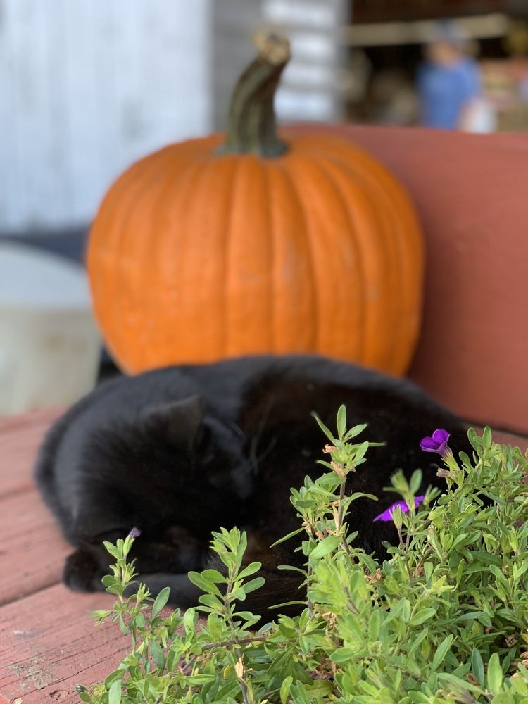 SALISBURY FARM - 61 Photos & 31 Reviews - 11 Peck Hill Rd, Johnston ...