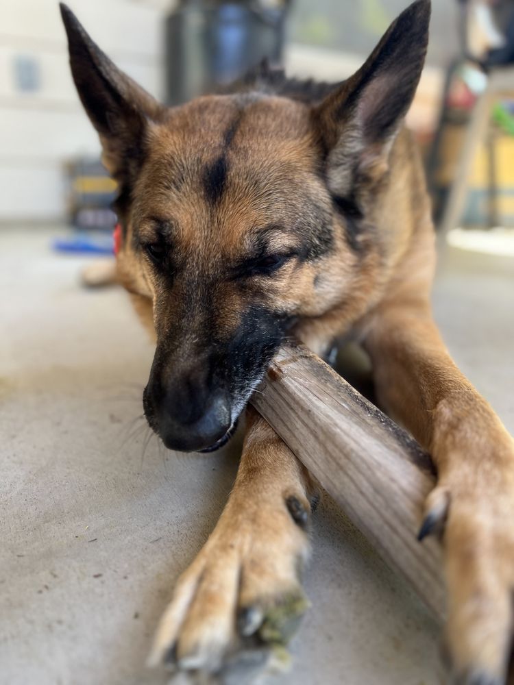 PUP WALKS AUSTIN - Updated July 2025 - 32 Photos - Austin, Texas - Dog ...