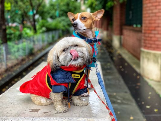 AMA ANIMAL RESCUE - Updated December 2024 - 242 Photos & 55 Reviews ...