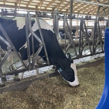 OREGON DAIRY - Updated January 2026 - 61 Photos & 71 Reviews - 2900 ...