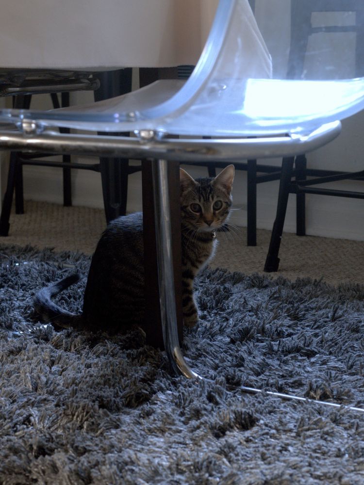 SEATTLE ANIMAL SHELTER - Updated January 2026 - 47 Photos & 102 Reviews ...