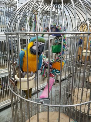 ARIZONA BIRD STORE - 46 Photos & 53 Reviews - 565 S Dobson Rd, Mesa ...