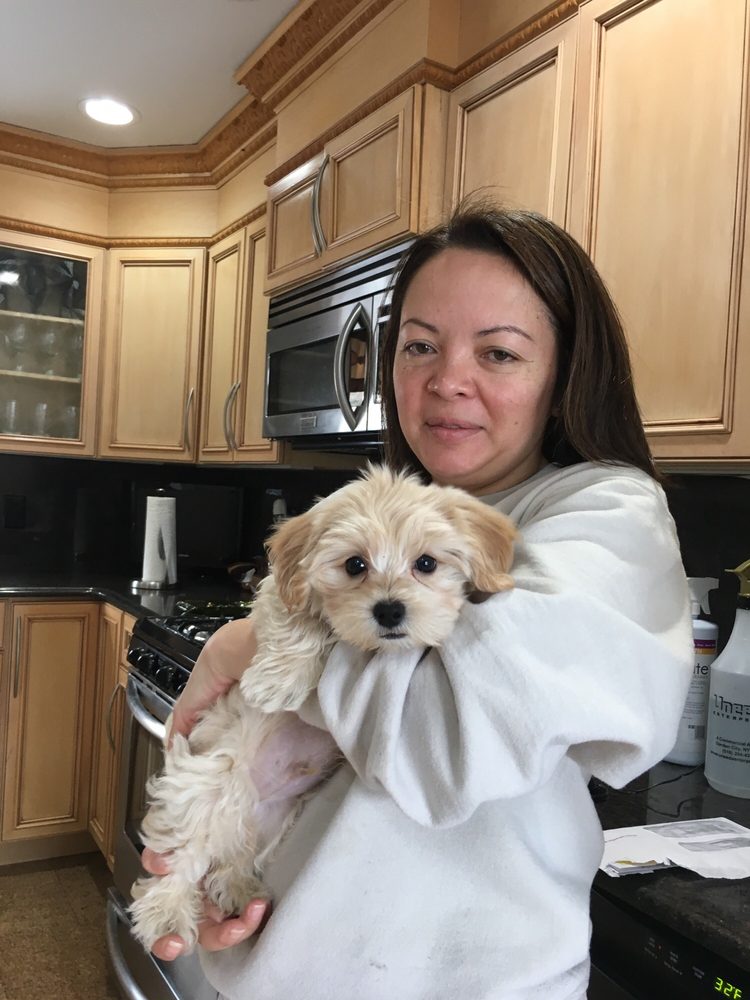 THE PUPPY STORE - Updated December 2024 - 17 Photos & 56 Reviews - 1163 ...